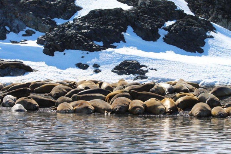 Wildlife of Antarctica - AntarcticGlaciers.org