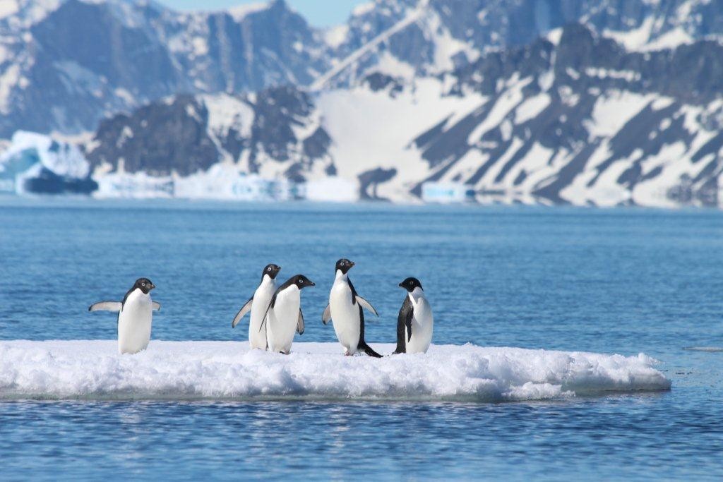 Wildlife Of Antarctica AntarcticGlaciers Wildlife Of Antarctica AntarcticGlaciers
