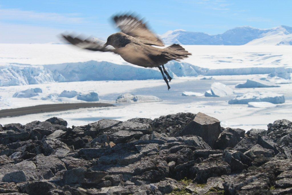 Wildlife at Rothera