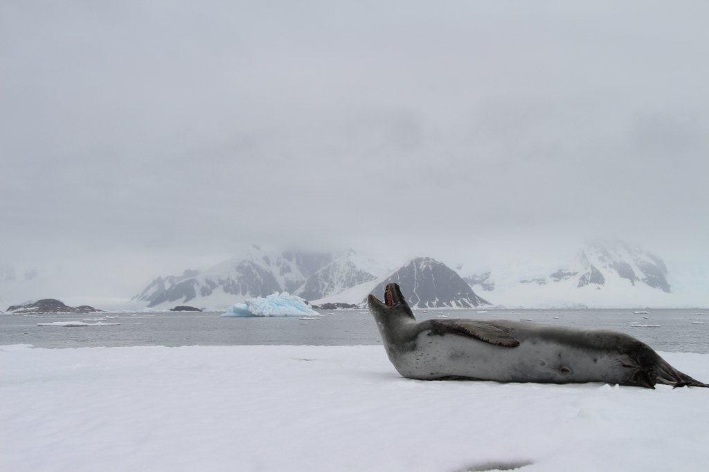 Wildlife at Rothera