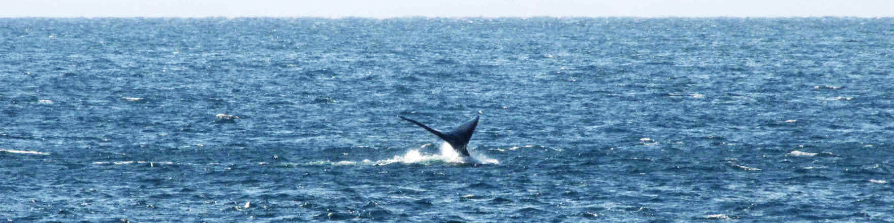 fluking_right_whale_4-1 - AntarcticGlaciers.org